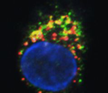 Dermatology, Venerology and Allergology - Medizinische Universität ...