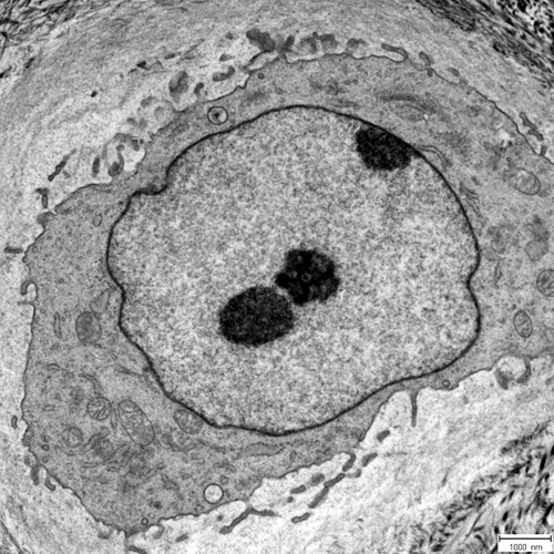 Orthopaedics and Traumatology - Medizinische Universität Innsbruck